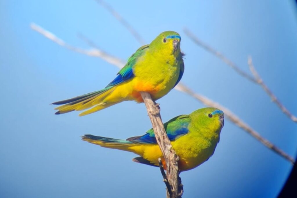 New research paints bleak picture for survival of Tasmanian swift ...