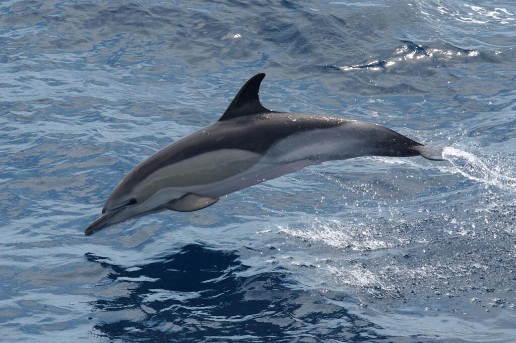 Four dolphins die in entanglement incidents at Tasmanian salmon farms ...