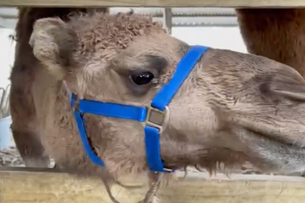 Cutie the rescue camel ‘attacks and tramples’ animal sanctuary owner ...