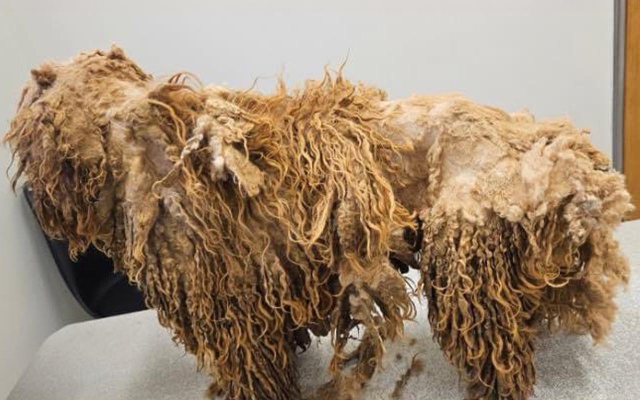 ‘Array of issues’ found in dogs rescued from Tasmanian Labradoodles ...