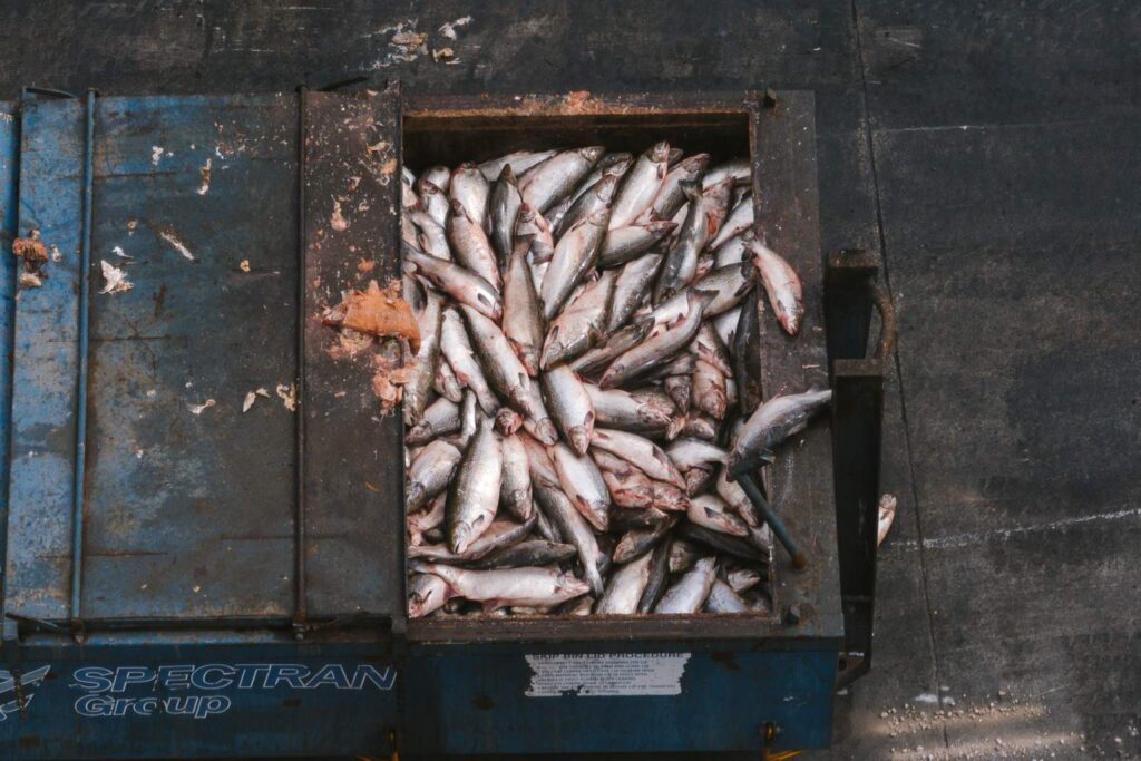 Bits of dead salmon wash up on Bruny Island as fish farm waste spreads ...
