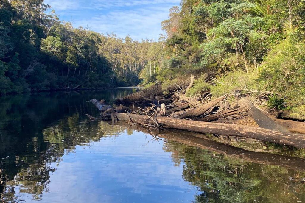 Record-breaking estuary perch recaptured after decade in Tasmanian ...