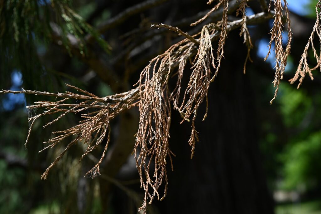 Historic sequoia tree faces fight for survival in Hobart’s St Davids ...