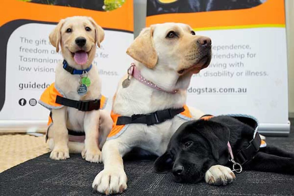 Hobart kids boost reading skills with help from Guide Dogs Tasmania ...