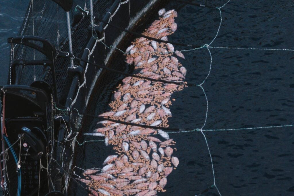 5,500 tonnes of Tasmanian salmon dumped amid mass mortality event ...