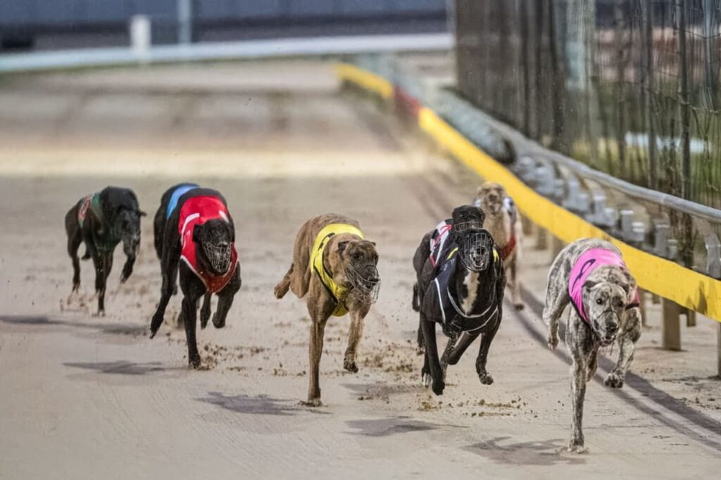 Bill to end greyhound racing heads to parliament after decade-long ...
