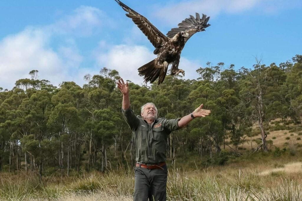 $10,000 reward offered after protected sea eagle killed near Evandale ...