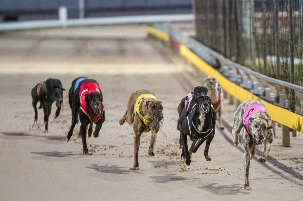 Greyhound racing to end in Tasmania as government tables phase-out bill ...