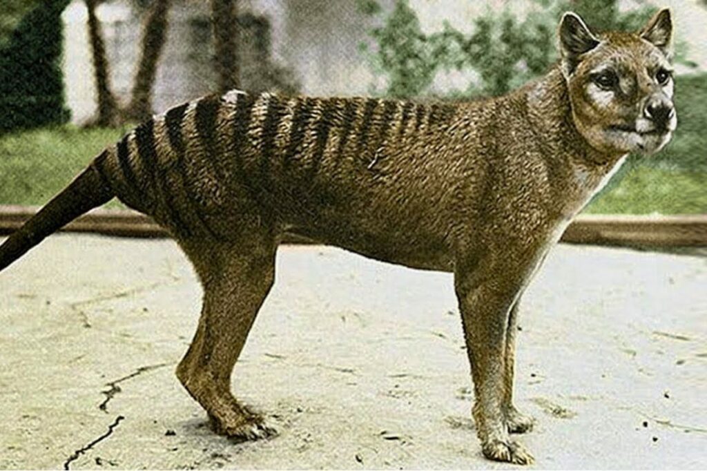 Tasmanian tiger to roam again? Cartoons explain Colossal Biosciences ...