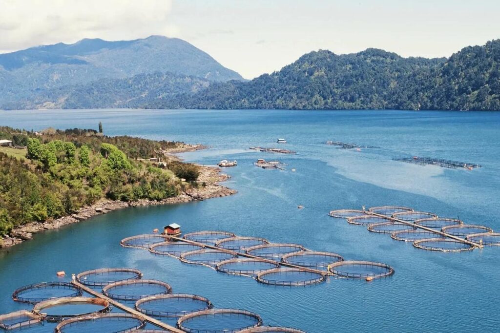 Coalition vows to ban Chilean salmon imports to protect Tasmanian ...