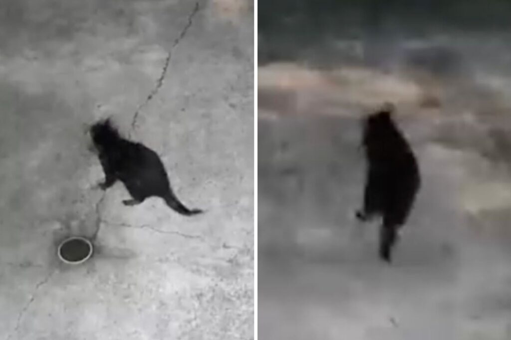Escaped Tasmanian devil caught on camera in Gold Coast suburb - Pulse ...
