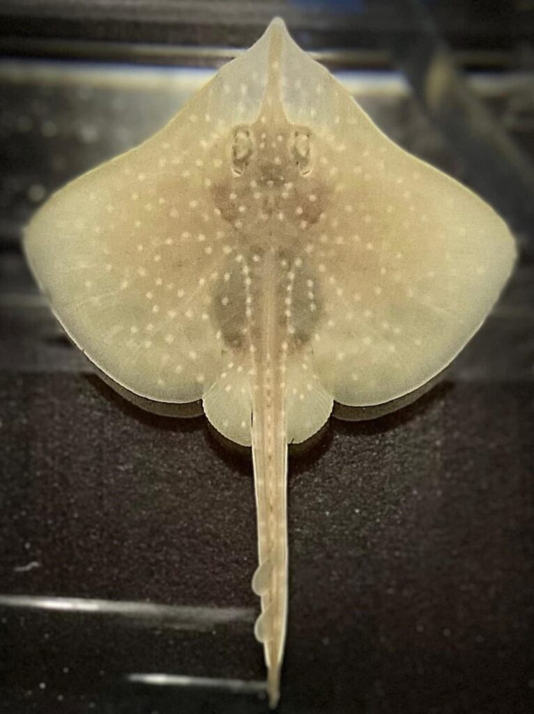 Researchers celebrate first hatchling of endangered Maugean skate in ...