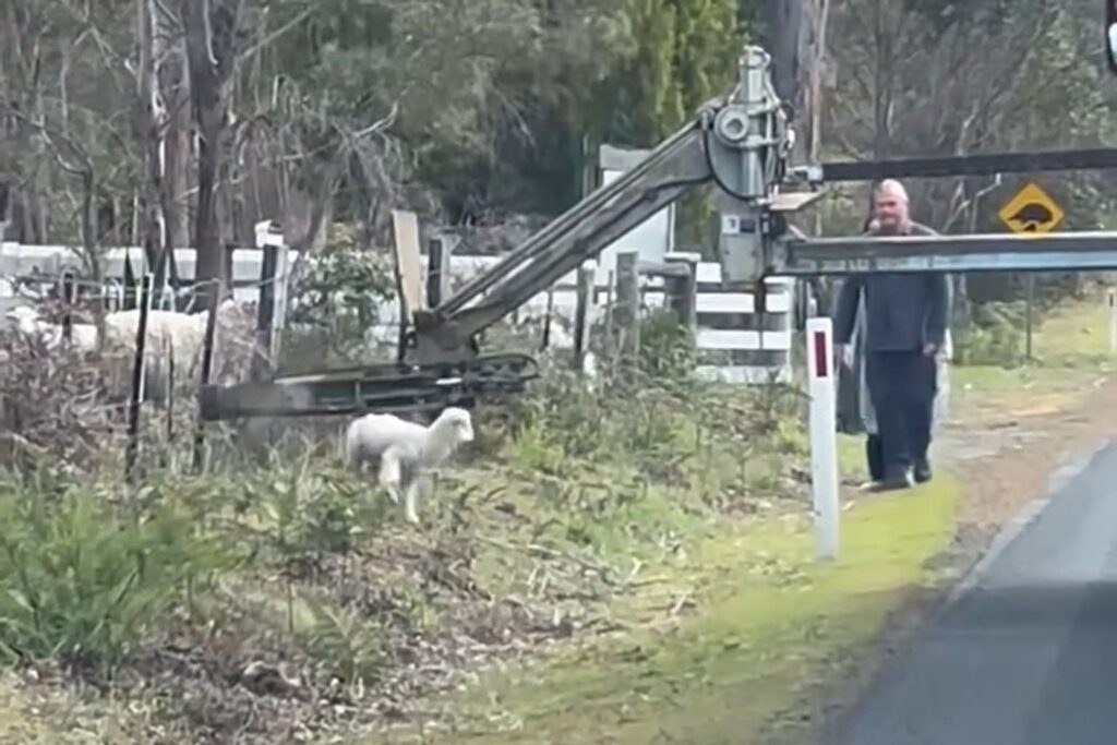 Tasmanian rubbish truck driver uses robotic arm to help save lamb ...