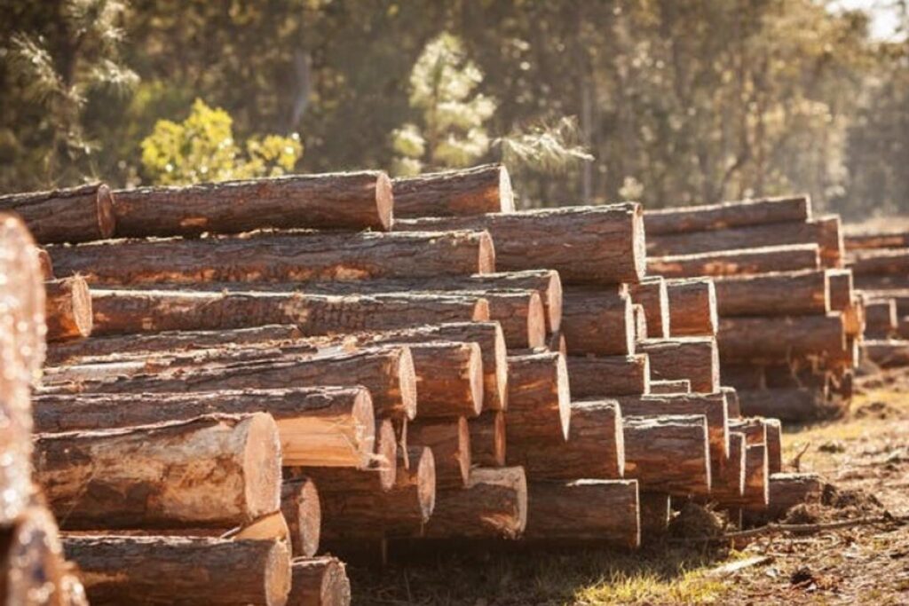 Greens unveil $4 billion plan to end Tasmanian native forest logging ...