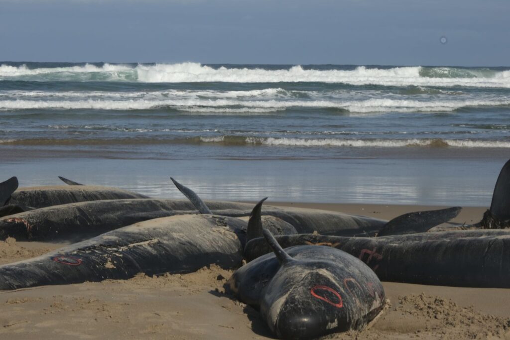 Authorities euthanise all stranded false killer whales on Tasmanian ...
