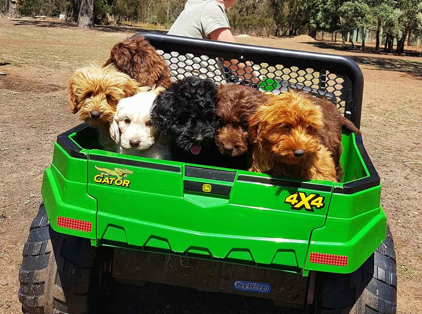 RSPCA shuts down Tasmania’s largest puppy farm, rescues 250 dogs ...