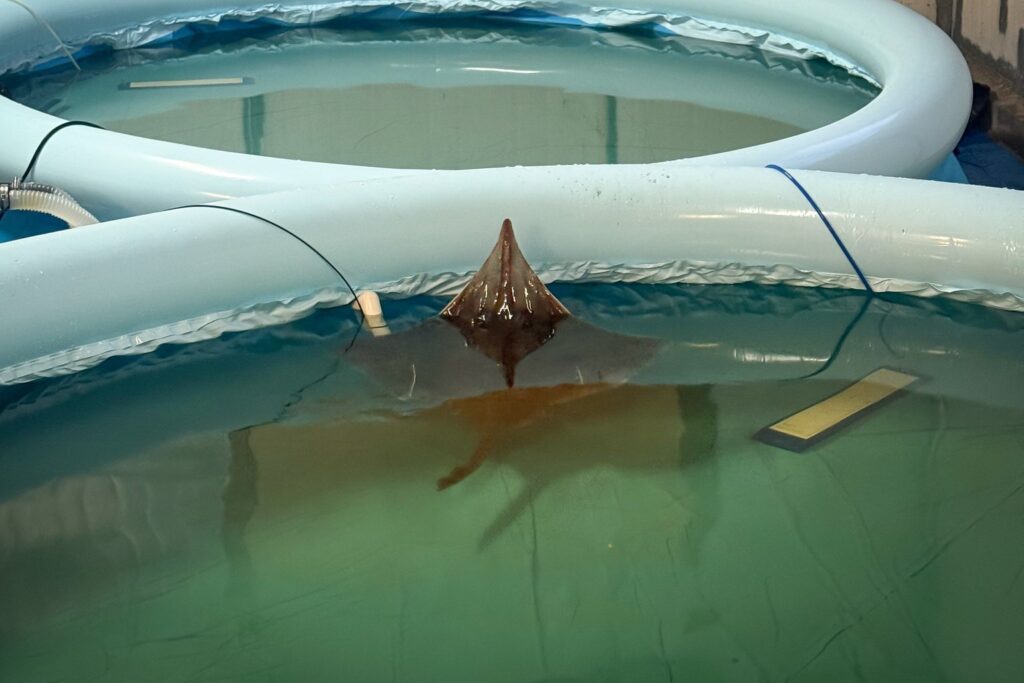 Maugean skates released into Macquarie Harbour after two years in ...