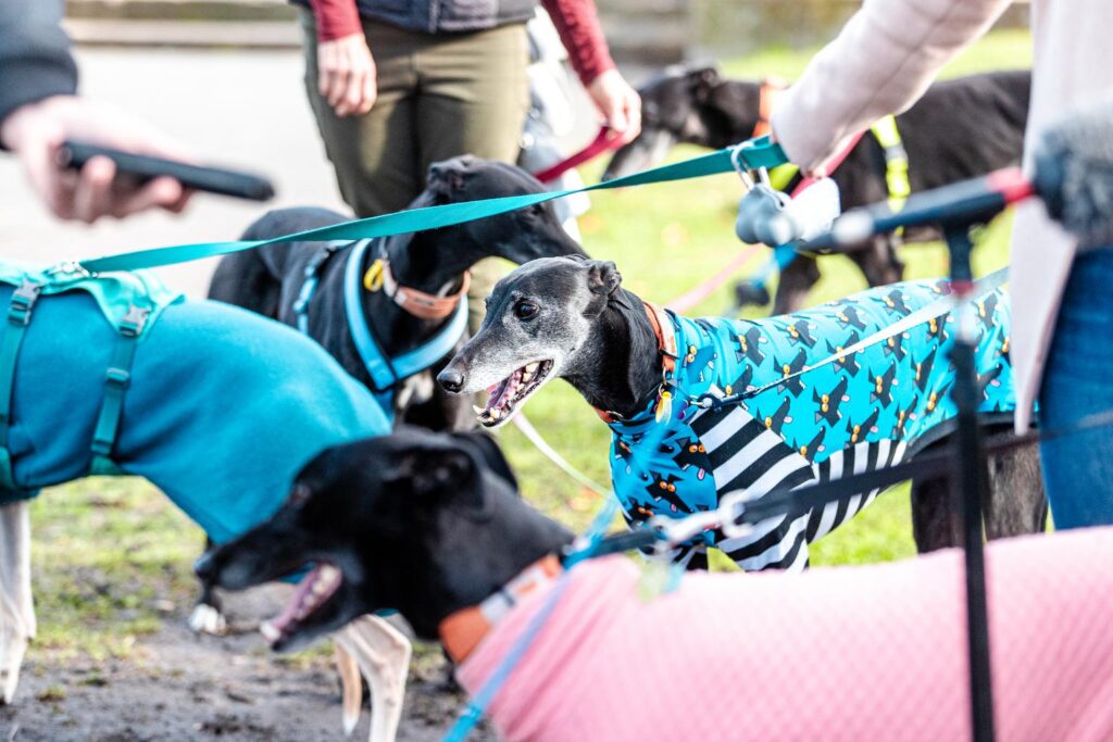 Nearly 5,000 Tasmanians sign petition calling for greyhound racing ban ...