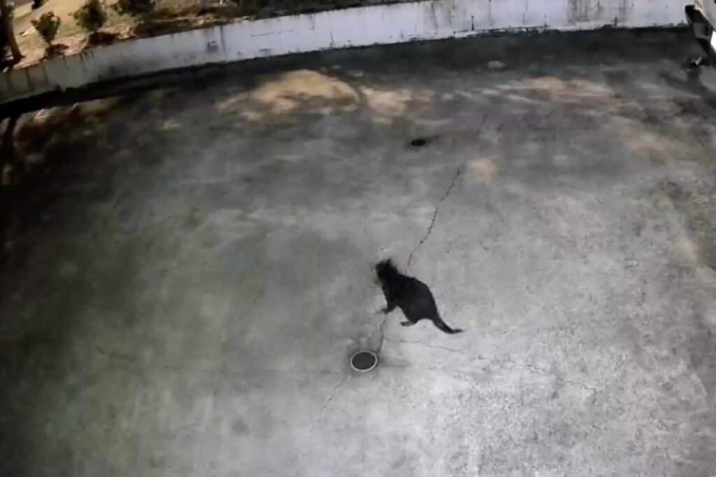 Mary the Tasmanian devil found alive after escaping Gold Coast theme ...