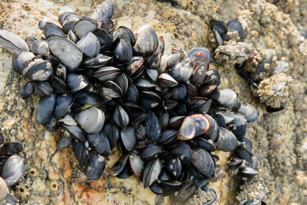 ‘Do not eat’: Wild shellfish warning expanded to Tasmania’s east coast ...