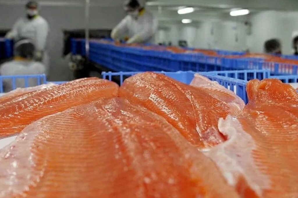 Coalition vows to ban Chilean salmon imports to protect Tasmanian ...