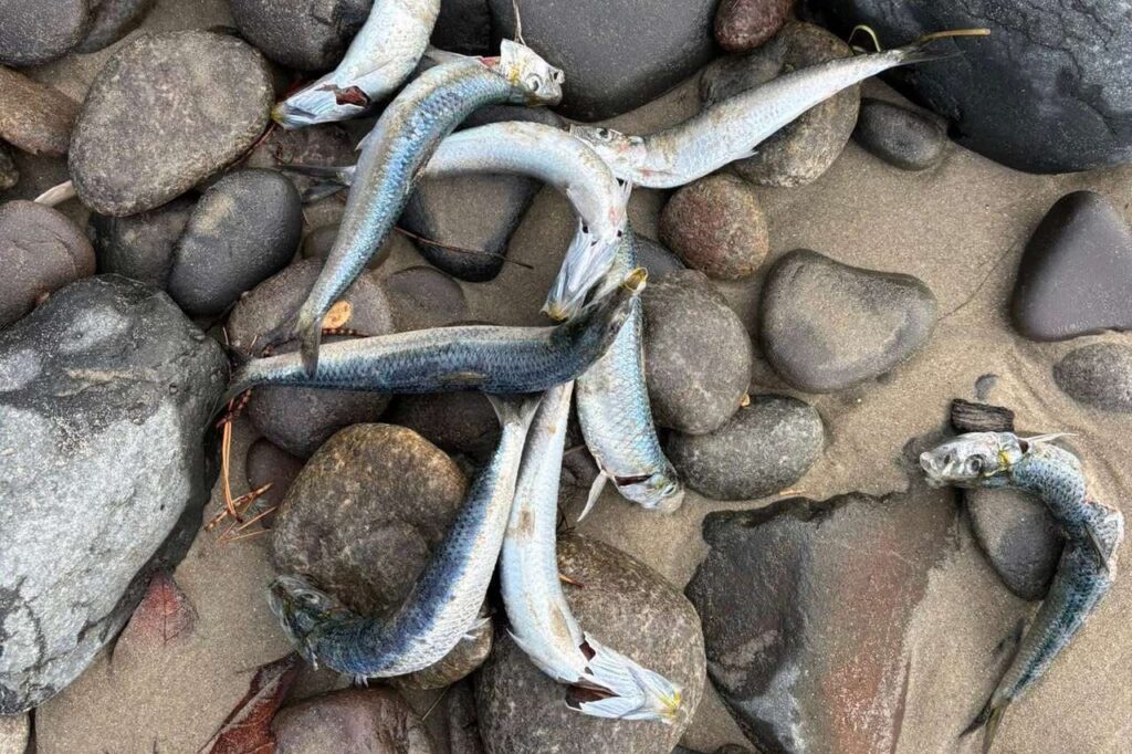 Virus detected in hundreds of dead fish washed up on Hobart shores ...