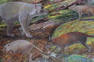 New thylacine species reveal evolutionary history of Tasmanian tiger ...