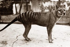 New thylacine species reveal evolutionary history of Tasmanian tiger ...