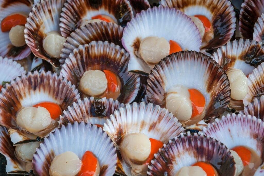 Wild shellfish warning: Potentially lethal toxins found in Tasmanian ...