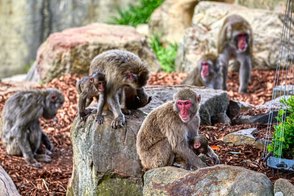Future of Launceston’s City Park monkeys in doubt as breeding ban ...