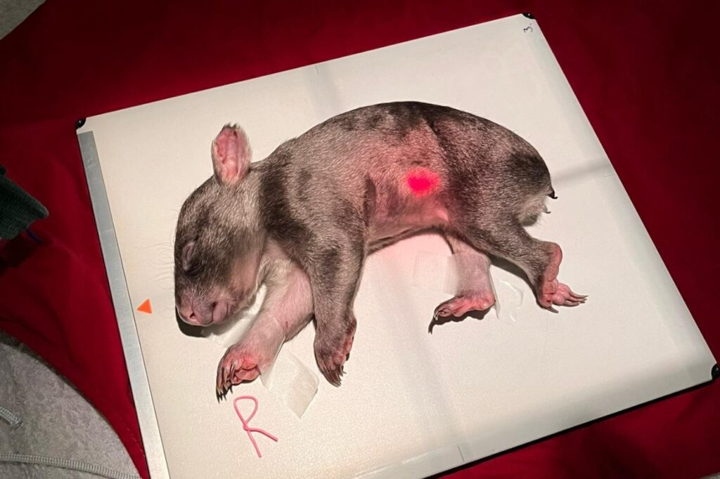 Orphaned wombat survives car crash, battles back with help of Bonorong ...