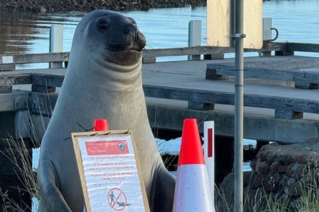TikToker Jason Howlett fights $1200 fine for disturbing Neil the Seal ...