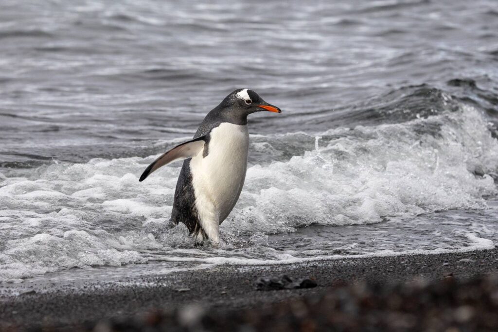 Gentoo penguins are four species not one, University of Tasmania finds ...