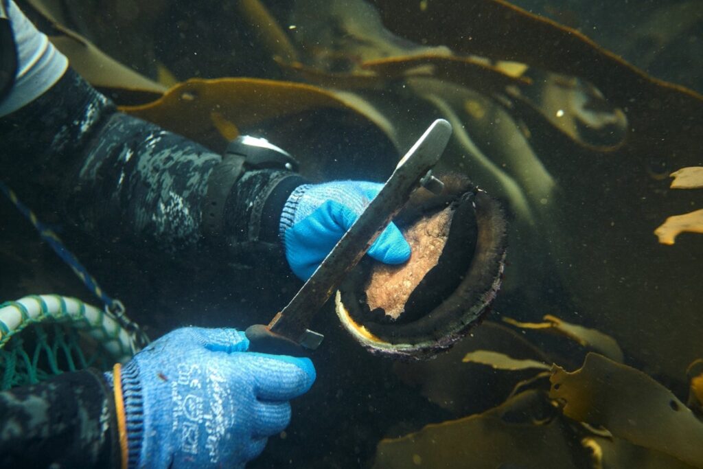 Aboriginal fishing enterprise brings ‘rare’ wild caught abalone to ...