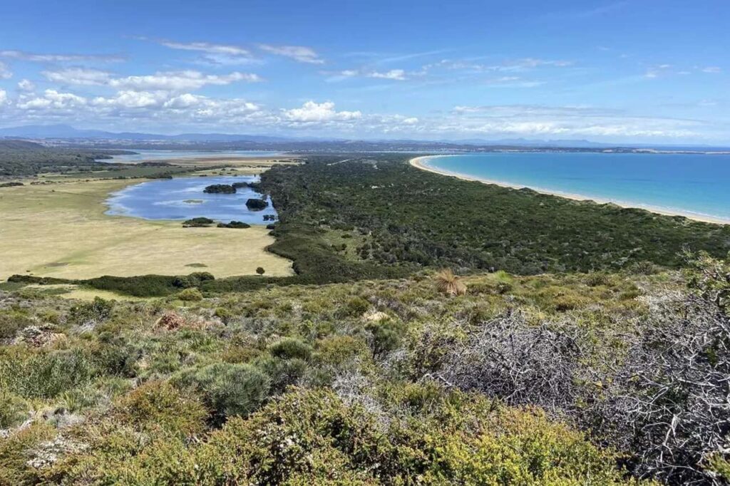 Rare ground parrot rediscovered in northern Tasmania after decades ...