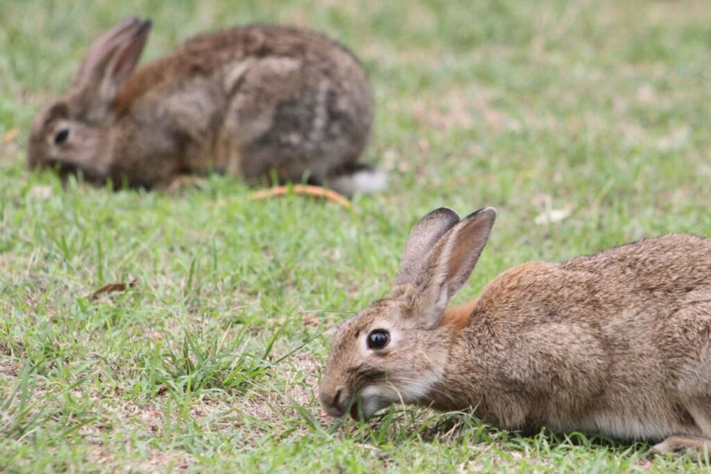 Calicivirus being released to target surging feral rabbit population ...