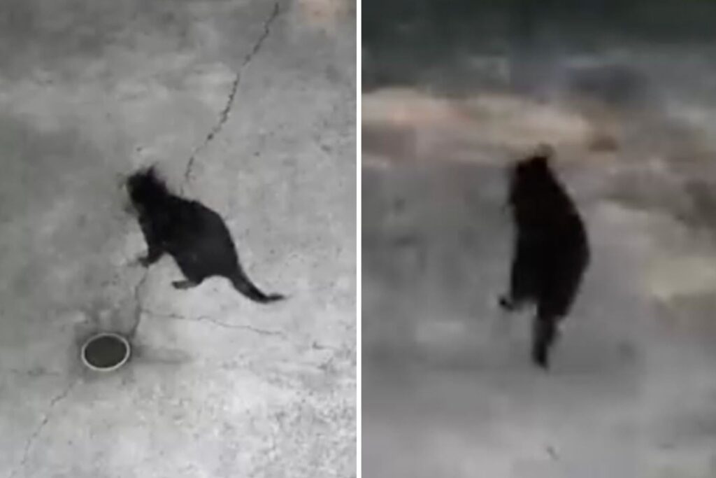 Escaped Tasmanian devil Mary in critical condition in Queensland ...