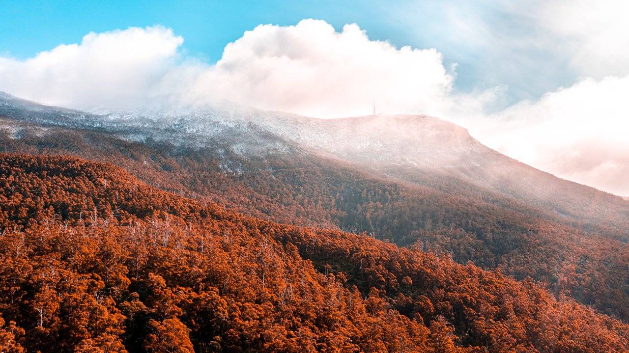 Invasive Weed Threatens Hobart’s kunanyi/Mount Wellington - Pulse Tasmania