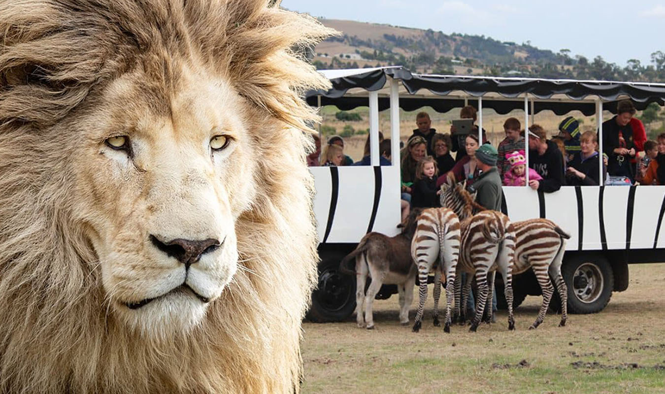 Tasmania’s iconic Zoodoo Zoo goes up for sale - Pulse Tasmania