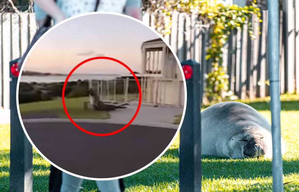 Neil the Seal’s power box ‘body slams’ worry Bicheno - Pulse Tasmania