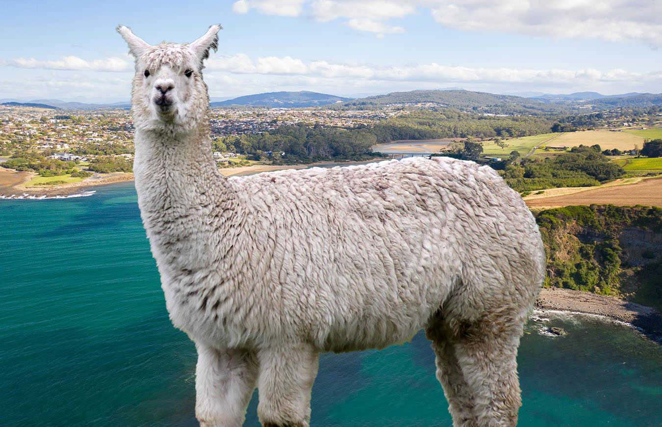 Tasmanian family’s alpacas killed in brutal attack - Pulse Tasmania