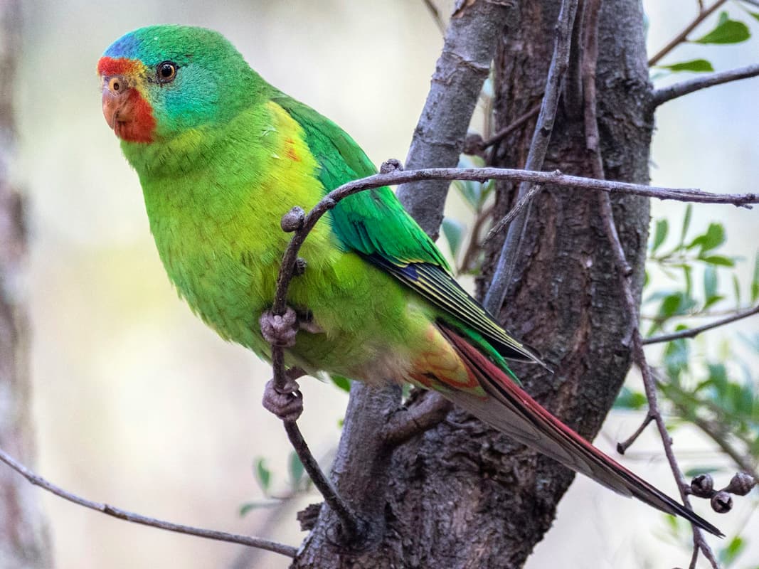 Critically endangered Swift parrot named Australian bird of the year ...