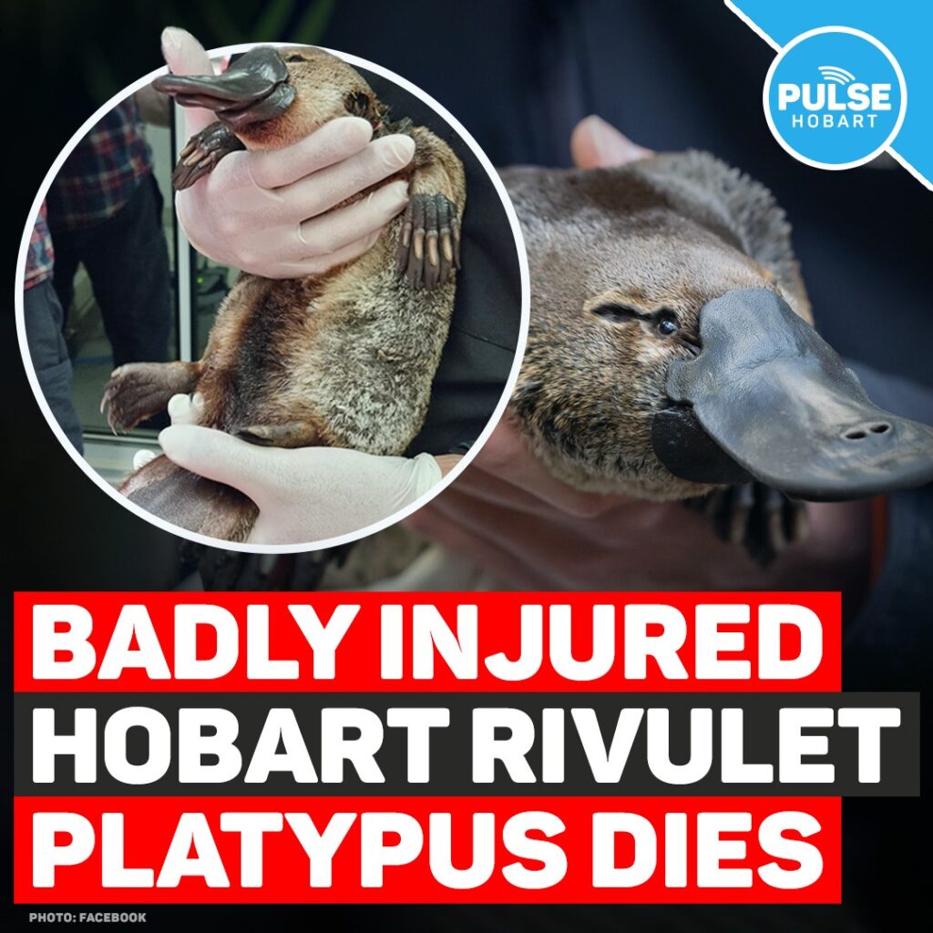 Badly Injured Hobart Rivulet Platypus Dies - Pulse Tasmania