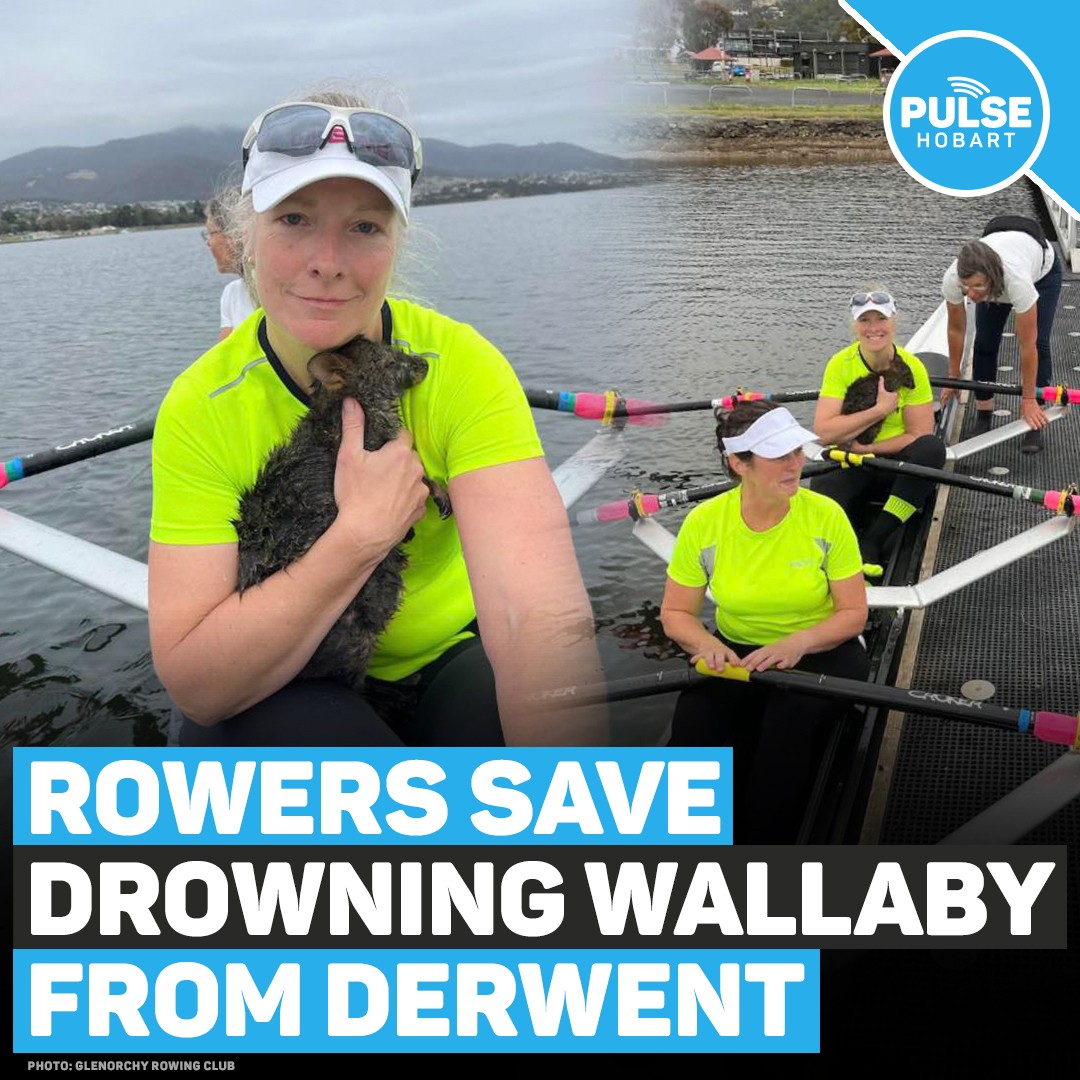Rowers Save Drowning Wallaby From Derwent - Pulse Tasmania