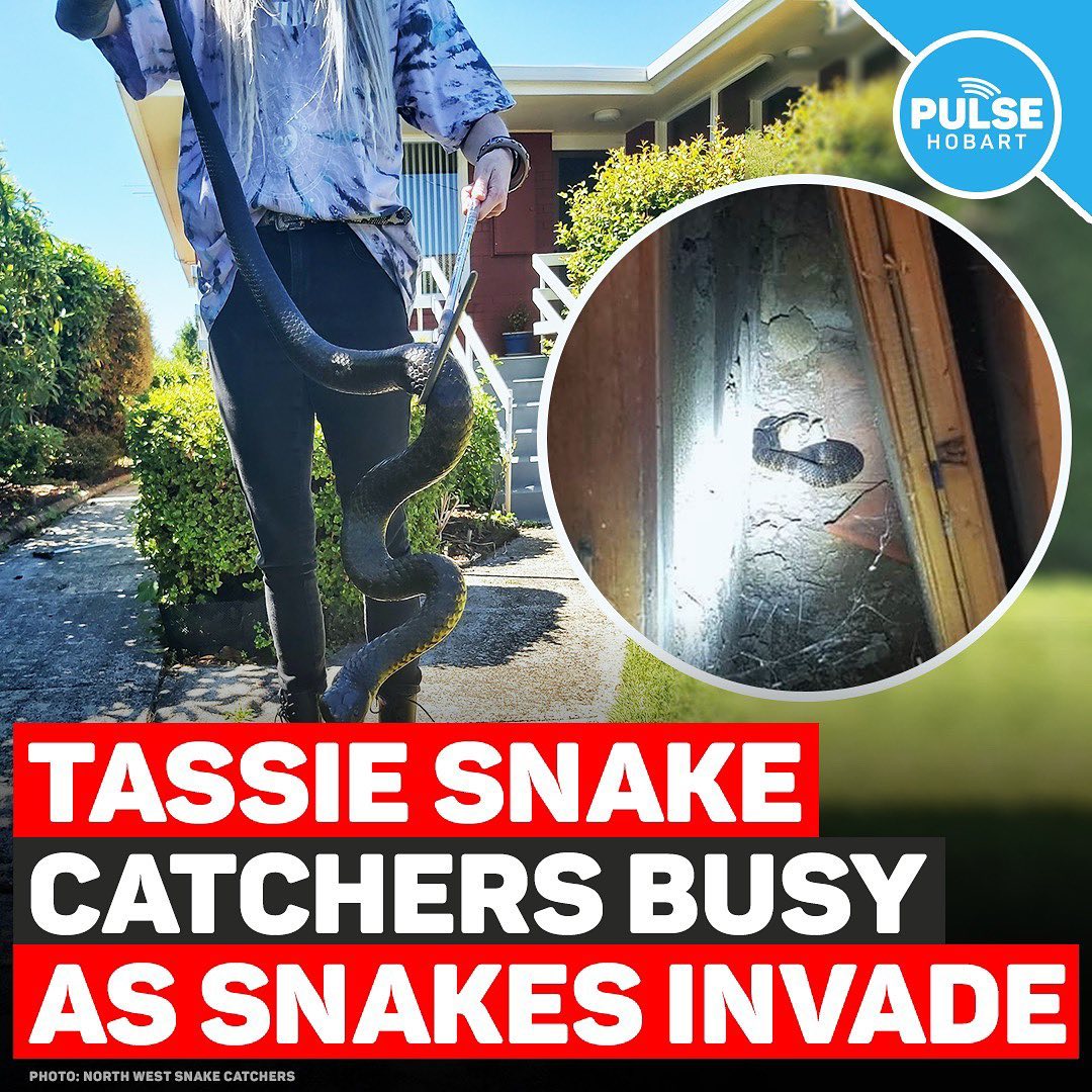 Tassie Snake Catchers Busy As Snakes Invade - Pulse Tasmania
