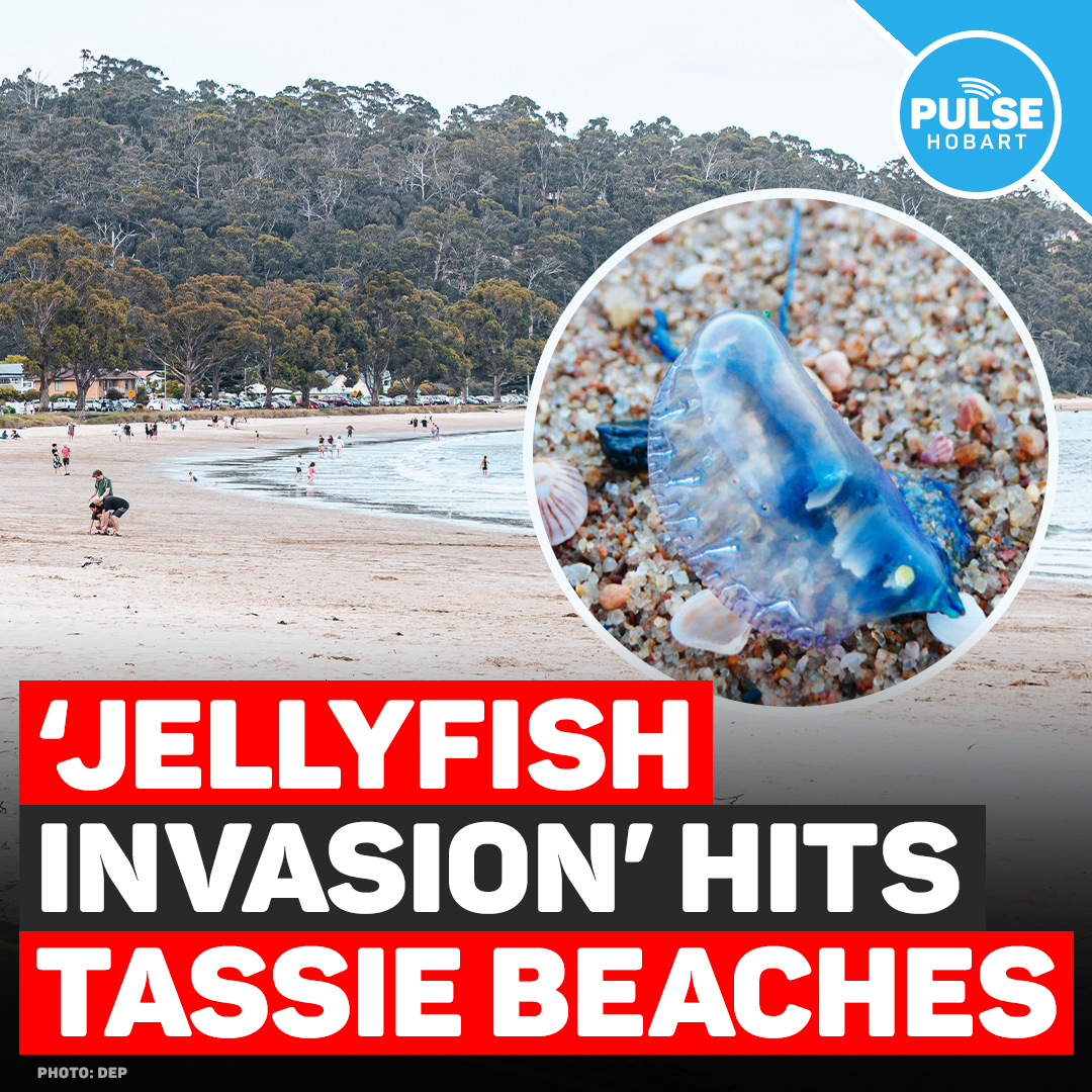 Jellyfish Invasion Hits Tassie Beaches - Pulse Tasmania