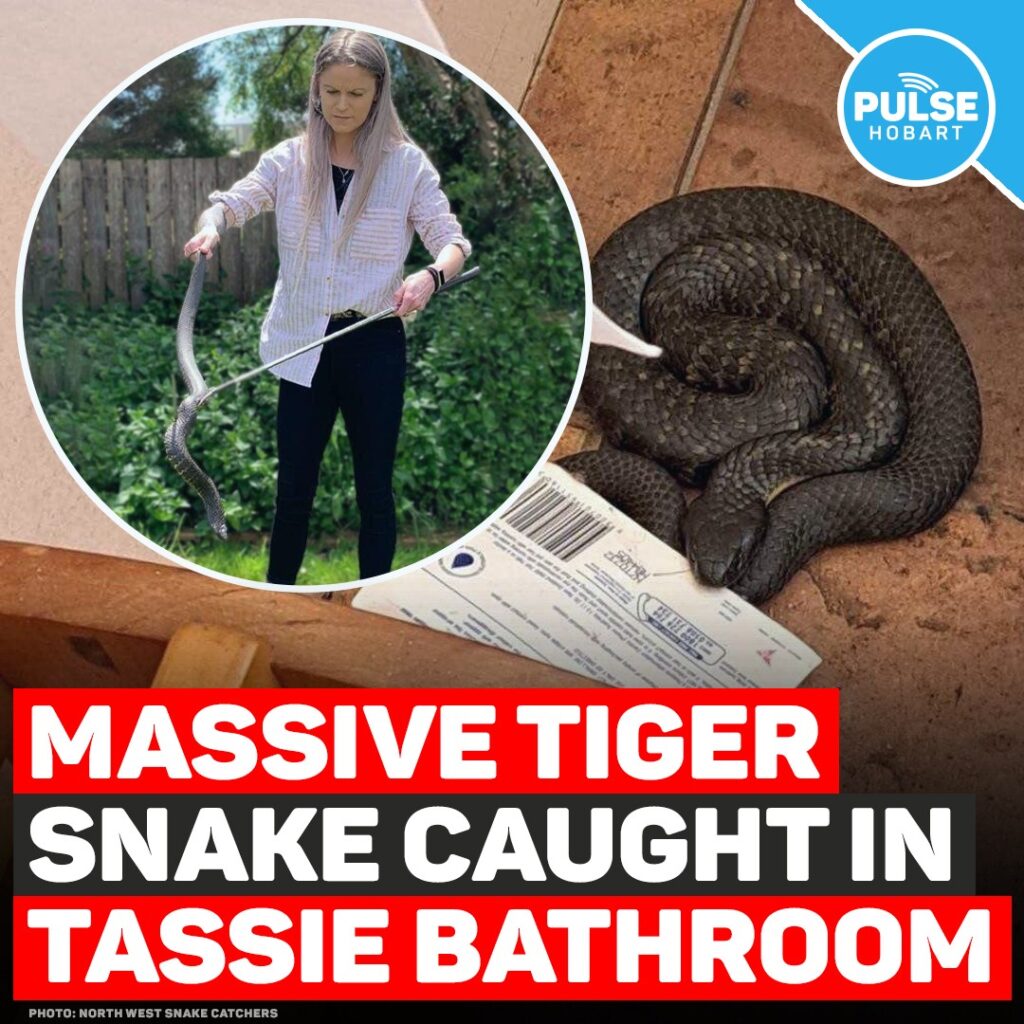 Massive Tiger Snake Caught In Tassie Bathroom - Pulse Tasmania