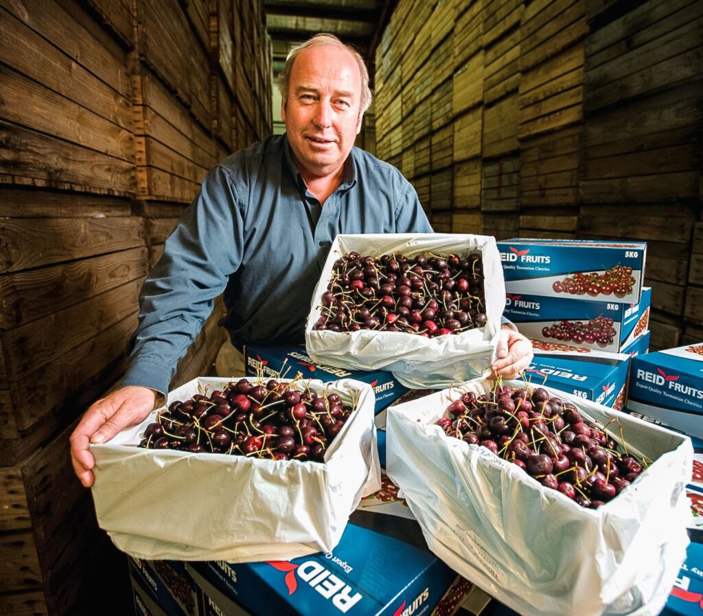 Successful Harvest for Tasmanian Cherry Grower - Pulse Tasmania