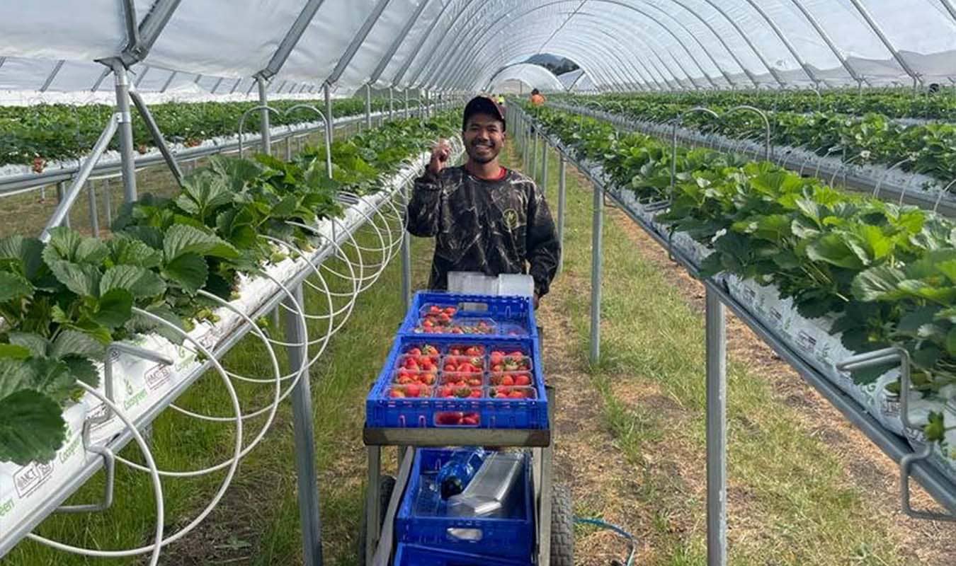 Tasmanian strawberry season in full swing with pickers in high demand ...