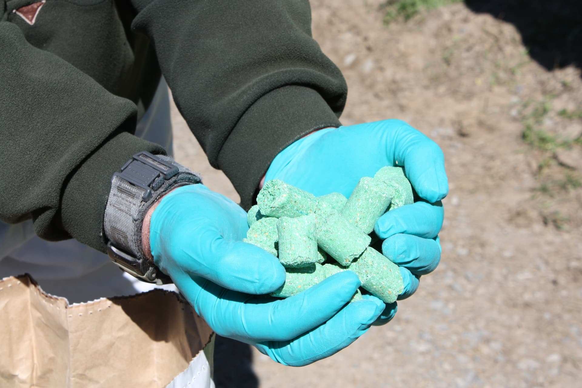 Greens raise wildlife concerns over midlands 1080 poison permit - Pulse ...